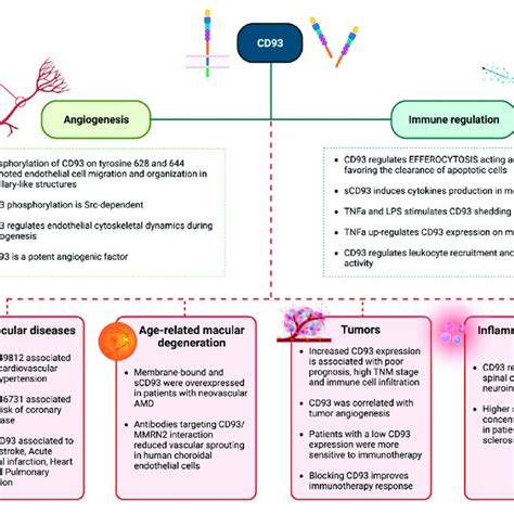 Summary Of Cd93 Functions In Health And Diseases Download Scientific