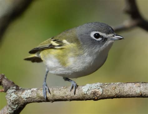 Blue Headed Vireo Vireo Solitarius Media Search Macaulay Library