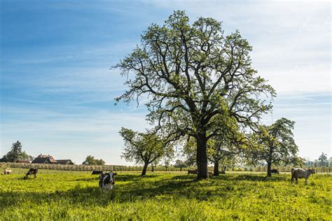 푸른 초원에서 풀을 뜯는 소가 있는 시골 풍경 투르가우 주 에냑 스위스 0명에 대한 스톡 사진 및 기타 이미지 0명 가축떼