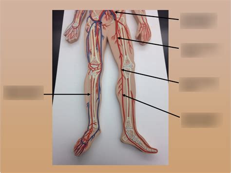 Artery Diagram Eight Diagram Quizlet