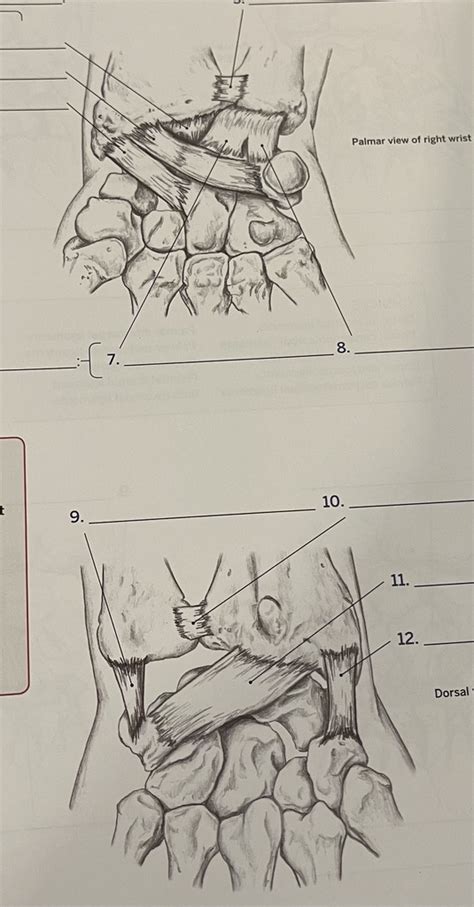 Radiocarpal Joint Diagram Quizlet