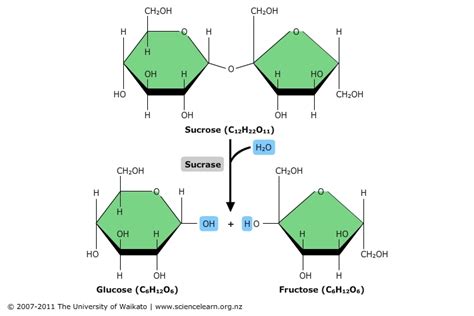 Hydrolysis Diagram