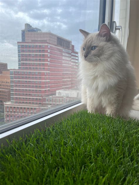 Kittylawn