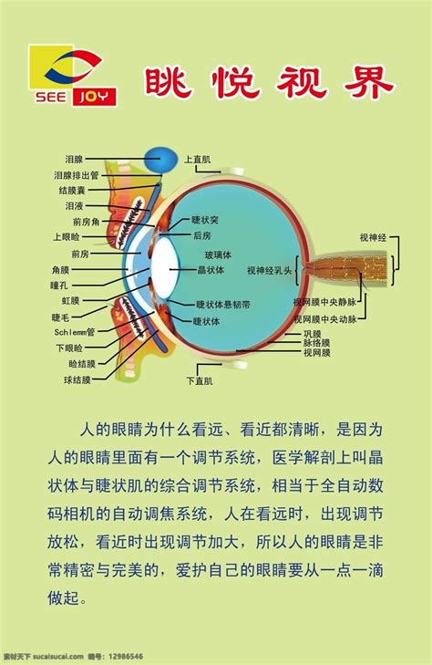 眼部解剖图展板素材图片下载 素材编号12986546 素材天下图库