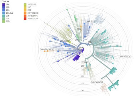 Phylogenetic Tree Based On Spike Gene Sequences Generated By Hispike Download Scientific