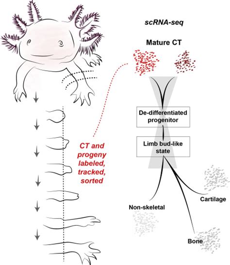Tracing The Origins Of Axolotl Limb Regeneration Developmental Cell