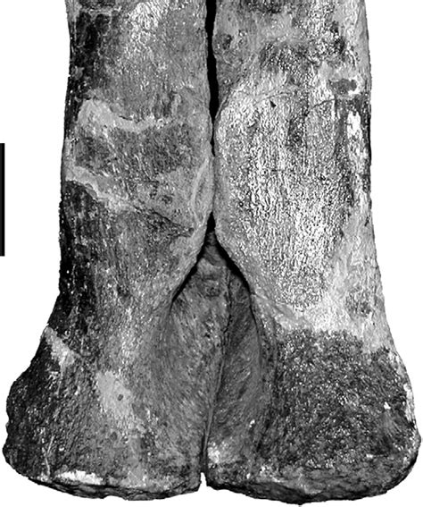 Distal Pubes Of Carnotaurus Sastrei Macn Ch 894 In Anterior View