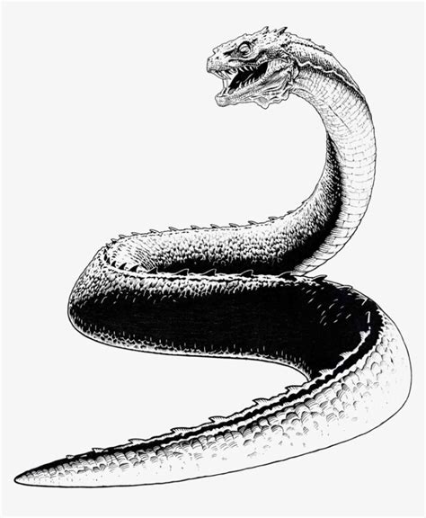Download Basilisk Snake Png Pic Harry Potter Basilisk Drawing Transparent PNG Download SeekPNG
