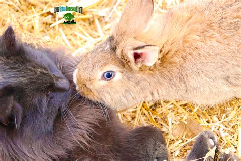 Rabbit Manure Organic Fertilizer Benefits And Uses Of Rabbit Manure Tea