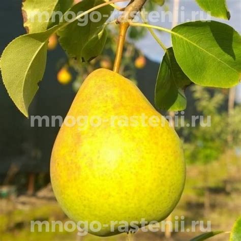Саженцы Груша Лимонка купить по цене 600 руб. в Москве с доставкой из ...