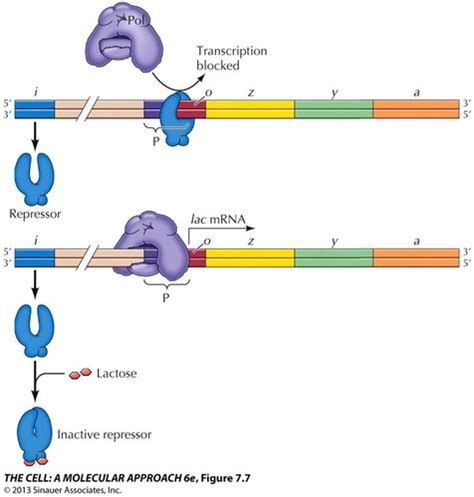 Regulation Of Gene Expression In Prokaryotes Flashcards Quizlet