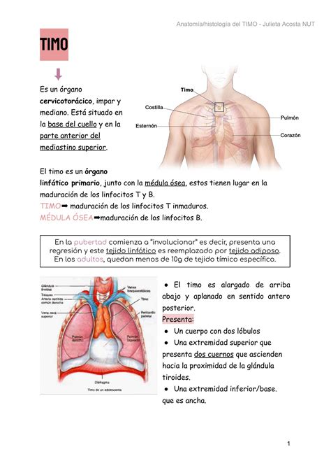Timo Anatomia Humana