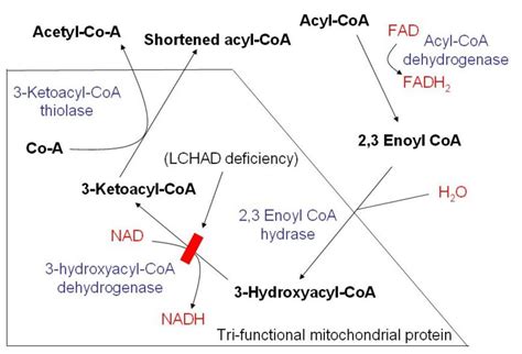Beta Oxidation Diagram