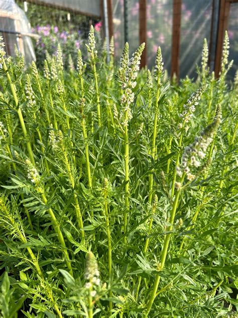 Mignonette White Mignonette The Farmhouse Flower Farm