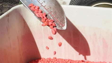 Ціни продовжують падати — що відбувається з кукурудзою у травні Читайте на Ukr Net