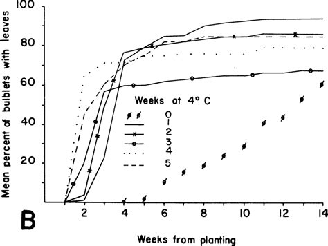 Leaf Emergence From Bulblets Of Lilium Lonlorum Ace Generated In Download Scientific