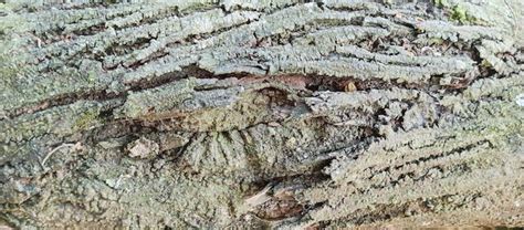 Premium Photo The Texture Of The Tree Bark Taken At A Closeup Angle