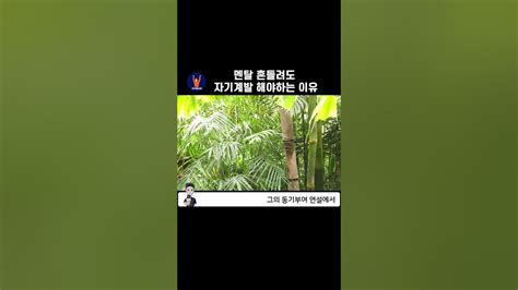 하루에 1m 자라는 대나무 자기계발 동기부여 Shorts Youtube