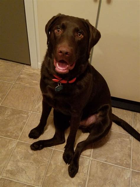 Jake The Cocoa Beast At Months