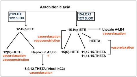 Functional And Pathological Roles Of The 12 And 15 Lipoxygenases Pmc