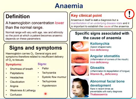 Erythropoiesis And Microcytic Anemia Diagram Quizlet