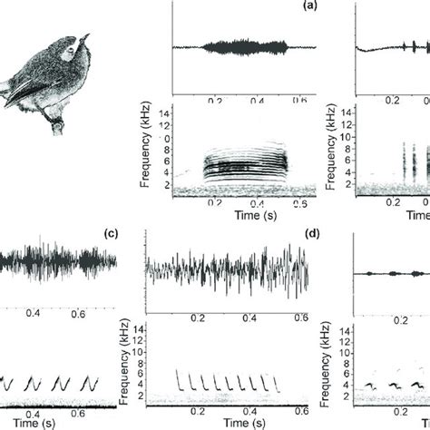 Oscillogram Upper Part And Spectrogram Lower Part Of Call To Female