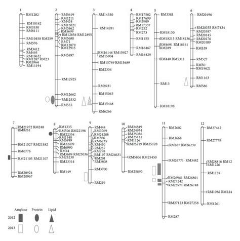 Quantitative Trait Loci Qtls Associated With The Contents Of Amylose
