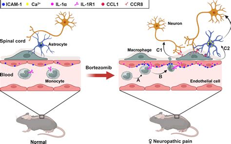 信文君、徐婷团队在神经病理性疼痛的性别差异机制研究中取得新进展 中山大学科学研究院
