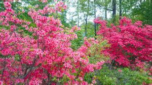 梅の花がほぼ満開 ほっこり安曇野案内