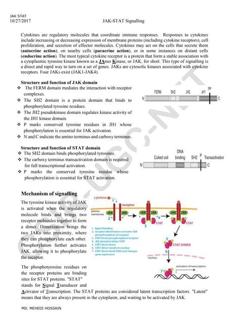 Role Of Jak Stat Pathway In Cancer Signalling Ppt