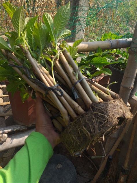 Cheap Leaf Meal Madre De Agua Rooted Furniture And Home Living Gardening Plants And Seeds On