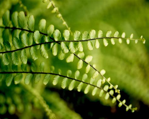 Asplenium Trichomanes Mount Venus Nursery