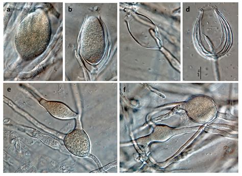 Phytophthora Inundata Idphy
