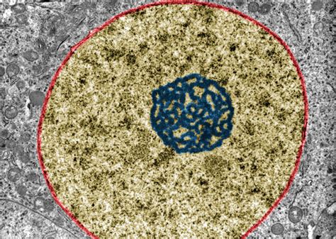 รูปภาพnucleolus เลือกดูภาพถ่ายสต็อก เวกเตอร์ และวิดีโอ1 567 Adobe Stock