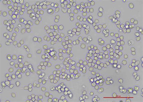 小鼠巨噬细胞 Ana 1（str鉴定正确） 细胞系 细胞库 旗赛生物科技（武汉）有限公司