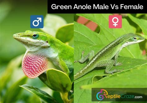 Green Anole Care Guide Housing Diet Facts Reptile Craze