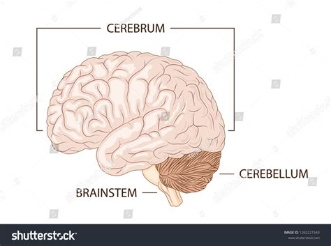Structure Human Brain Schematic Vector Illustration Stock Vector