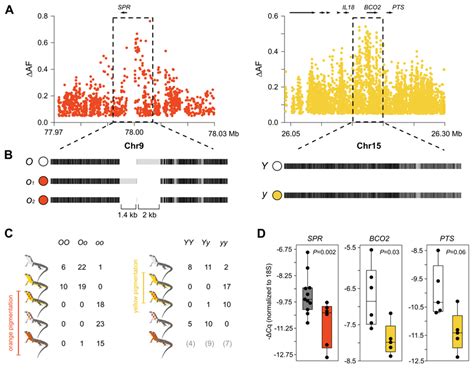 Regulatory Variation Explains Color Polymorphism In The Common Wall
