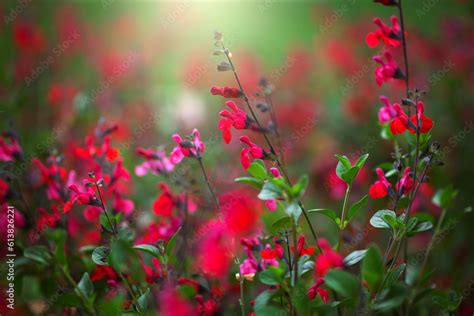 Sage Royal Bumble Red Salvia Blooming In Summer Garden Red Flowers Of Salvia Salvia