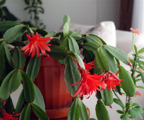 Houseplant Experts Reveal 5 Christmas Cactus Mistakes