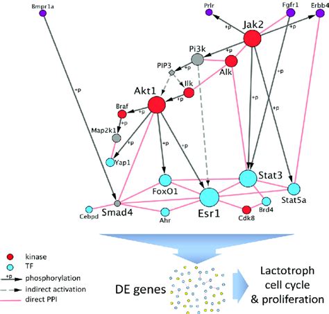 Interplay Between Regulators Of De Genes Downstream Of Prlr The Set Of Download Scientific