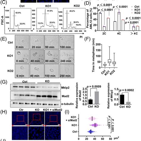 Depletion Of Cers2 Causes Hepatocellular Division Defects A Double Download Scientific