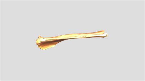 Canis Lupus Wolf Tibia Fibula L 3d Model By Osteoarchaeology