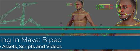 Rigging In Maya Biped Flippednormals