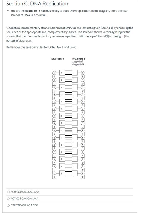 Solved Section C DNA Replication You Are Inside The Chegg Com