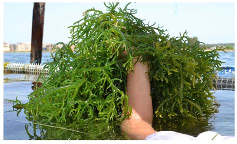 Red Seaweed Rhodophyta Phycocolloids A Road From The Species To The
