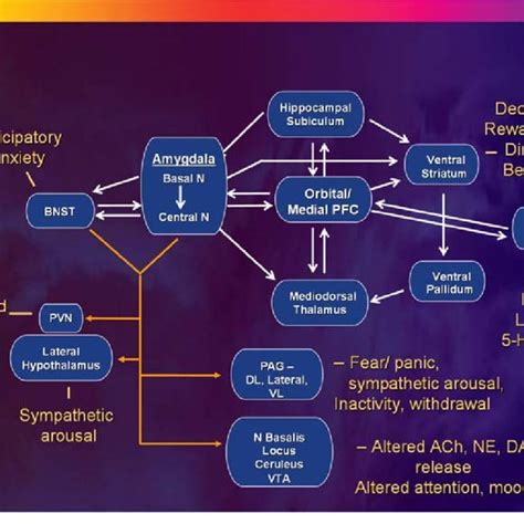 Anatomical Circuits Involving The Medial Pfc Mpfc And Amygdala Download Scientific Diagram