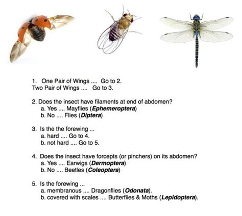 Free Insect Dichotomous Key Worksheet Download Free Insect Dichotomous