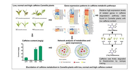 Caffeine Content And Related Gene Expression Novel Insight Into