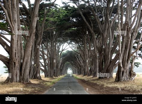 Road In Tree Tunnel Hi Res Stock Photography And Images Alamy